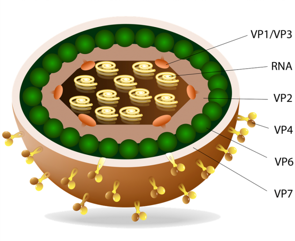 IBS or Intestinal Disaccharidase Deficiency? Find out on your own