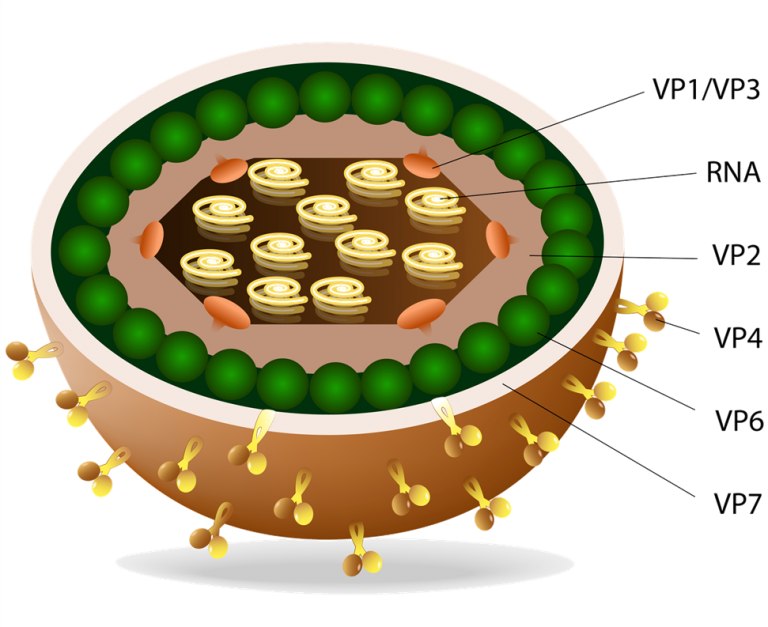 IBS or Intestinal Disaccharidase Deficiency? Find out on your own
