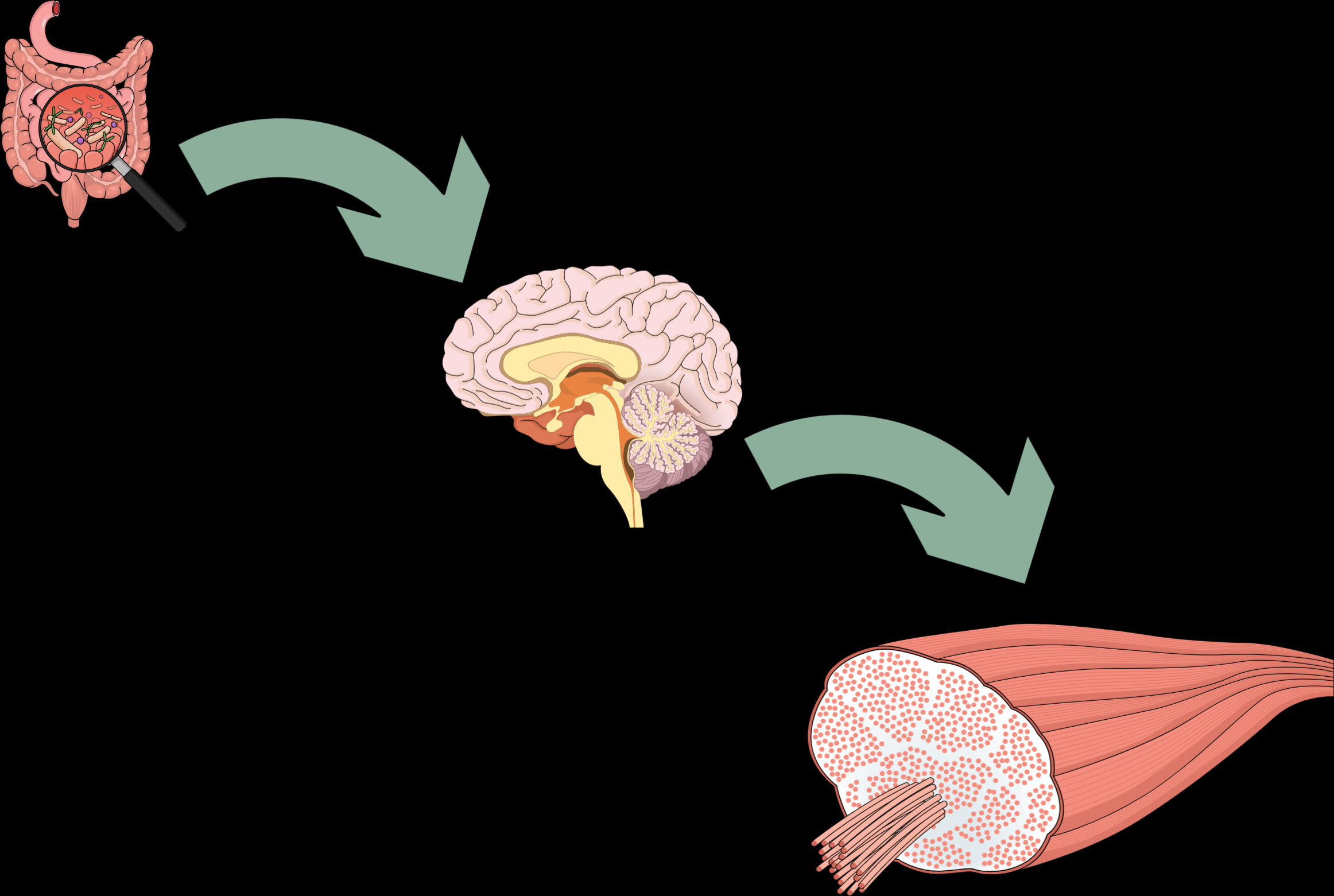 Gut-brain axis and athletic performance - Med Case Studies