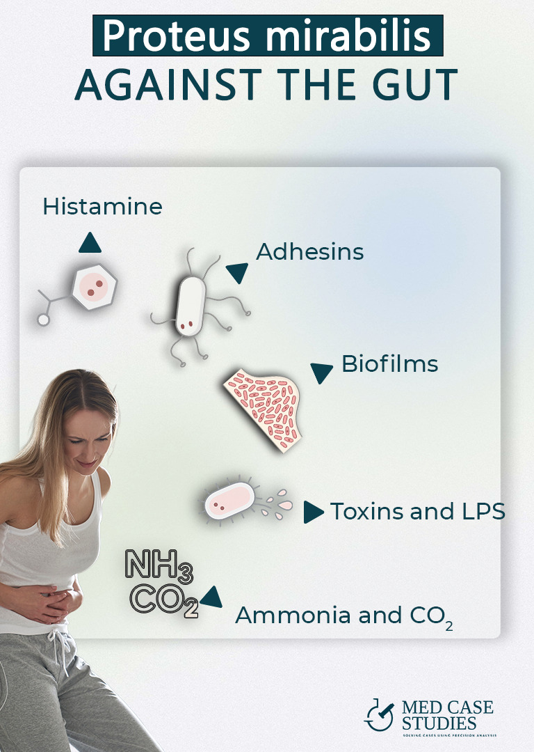 Proteus mirabilis in stool: What it means for gastrointestinal health